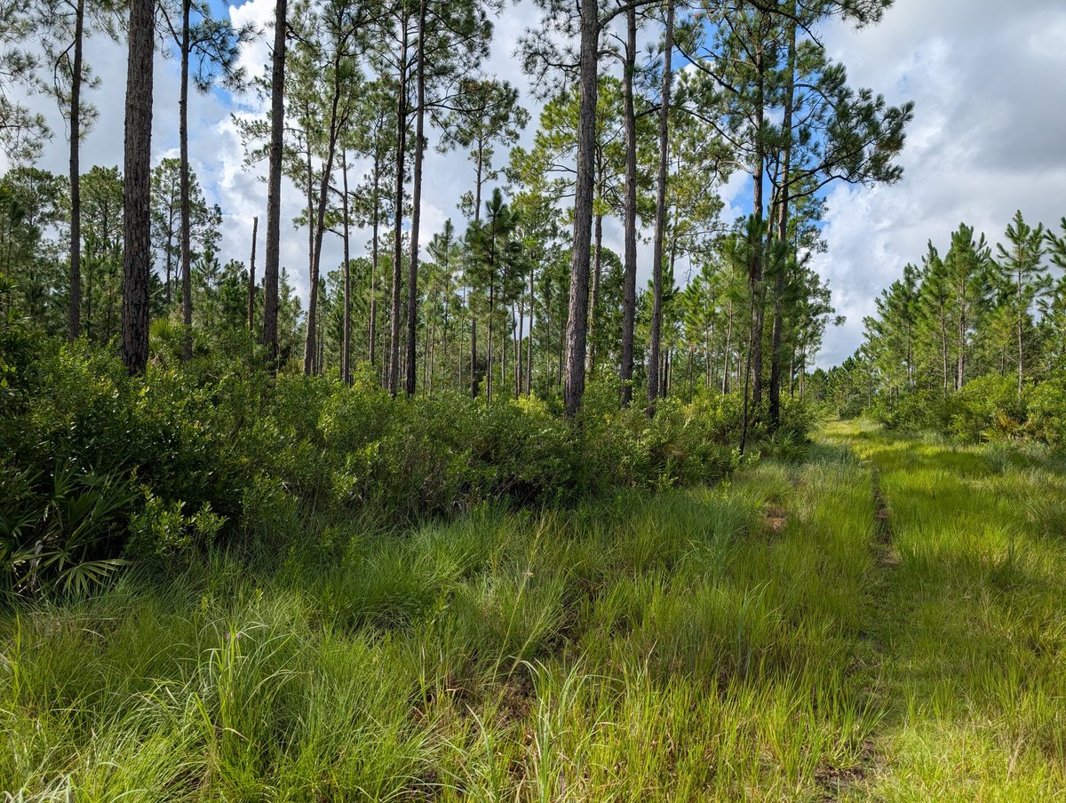 Navigating Florida Land Use and Cover with FLUCCS Codes - The ...