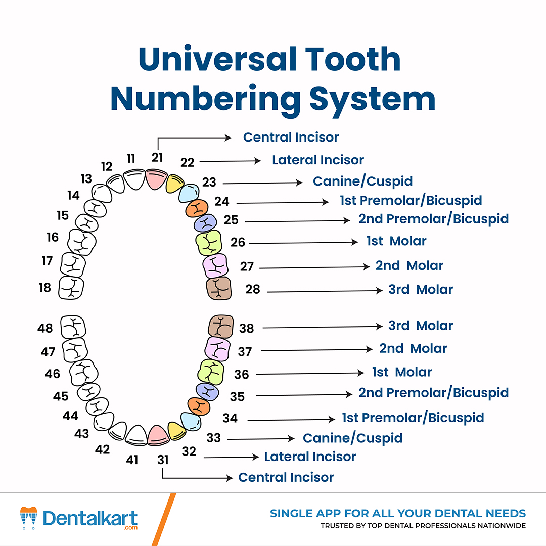 Adult Dental Teeth Numbering Systems Adult International Teeth