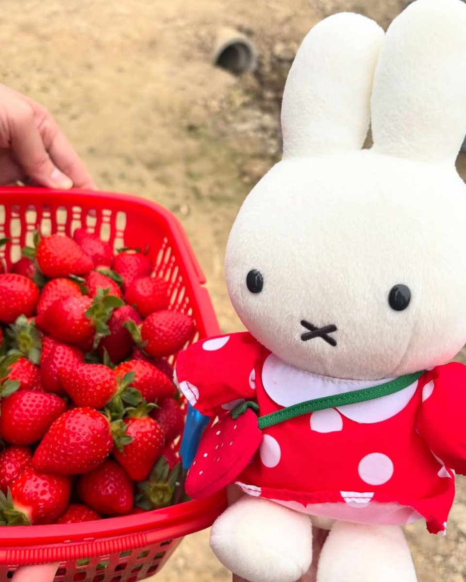 Miffy @Miffy_UK X Profile | Muskviewer
