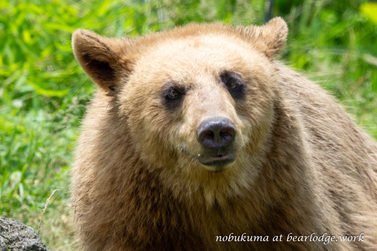 のぶクマ🐻羆と香辛料🐻C106 日曜日 東6 “ク”－37b(@kumar0001) - Twilog (ツイログ)