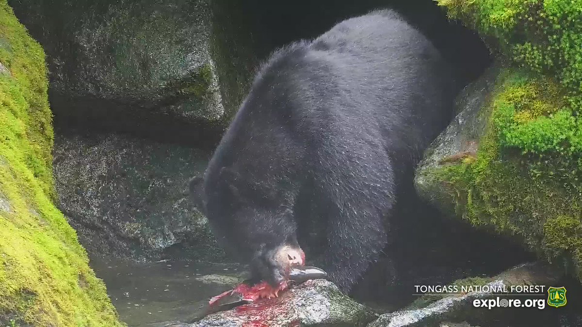のぶクマ🐻羆と香辛料🐻C106 日曜日 東6 “ク”－37b(@kumar0001) - Twilog (ツイログ)