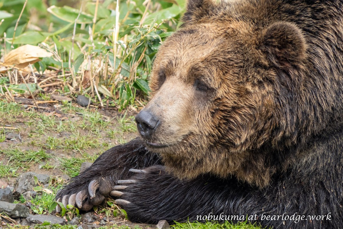 のぶクマ🐻羆と香辛料🐻C106 日曜日 東6 “ク”－37b(@kumar0001) - Twilog (ツイログ)
