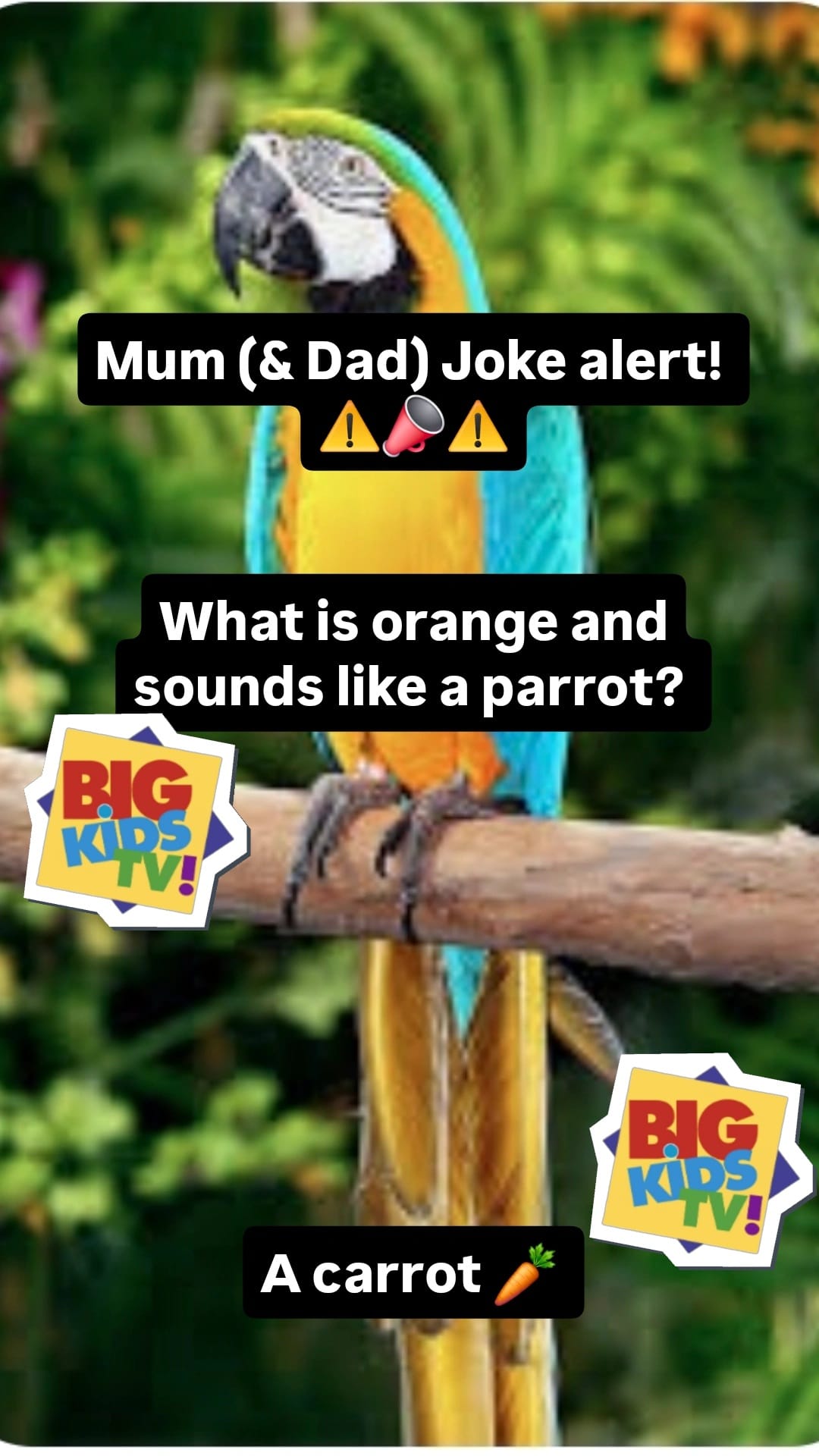 What is Orange And Sounds Like a Parrot: The Surprising Answer - Birds
