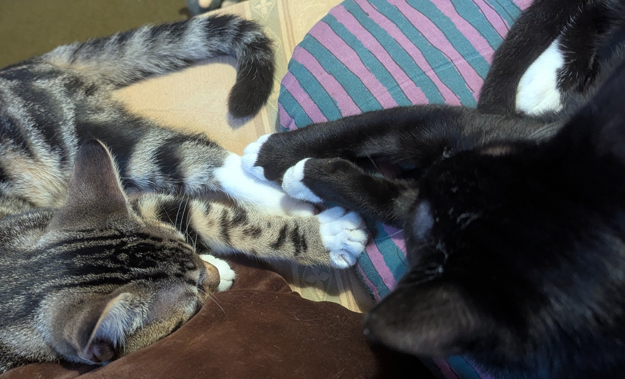 Two Cats Holding Hands