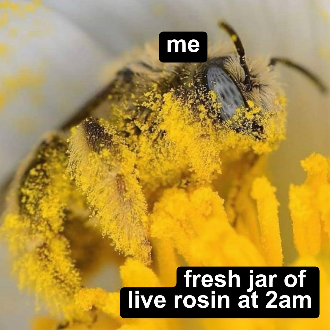 Rosin Memes Rosin Cartoons And Comics Funny Pictures From