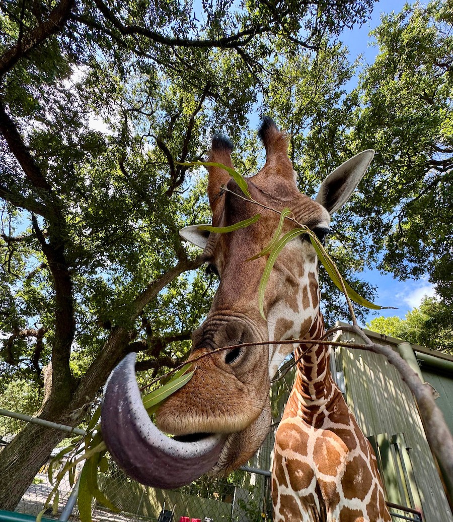 Giraffe Tongue Blue