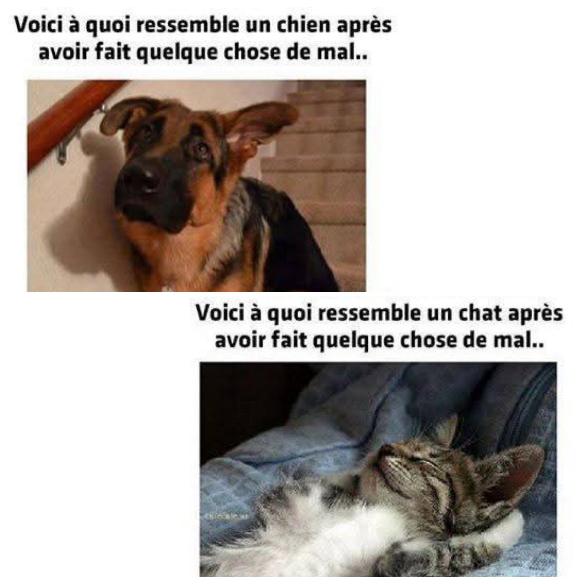 Memes Chien Blague