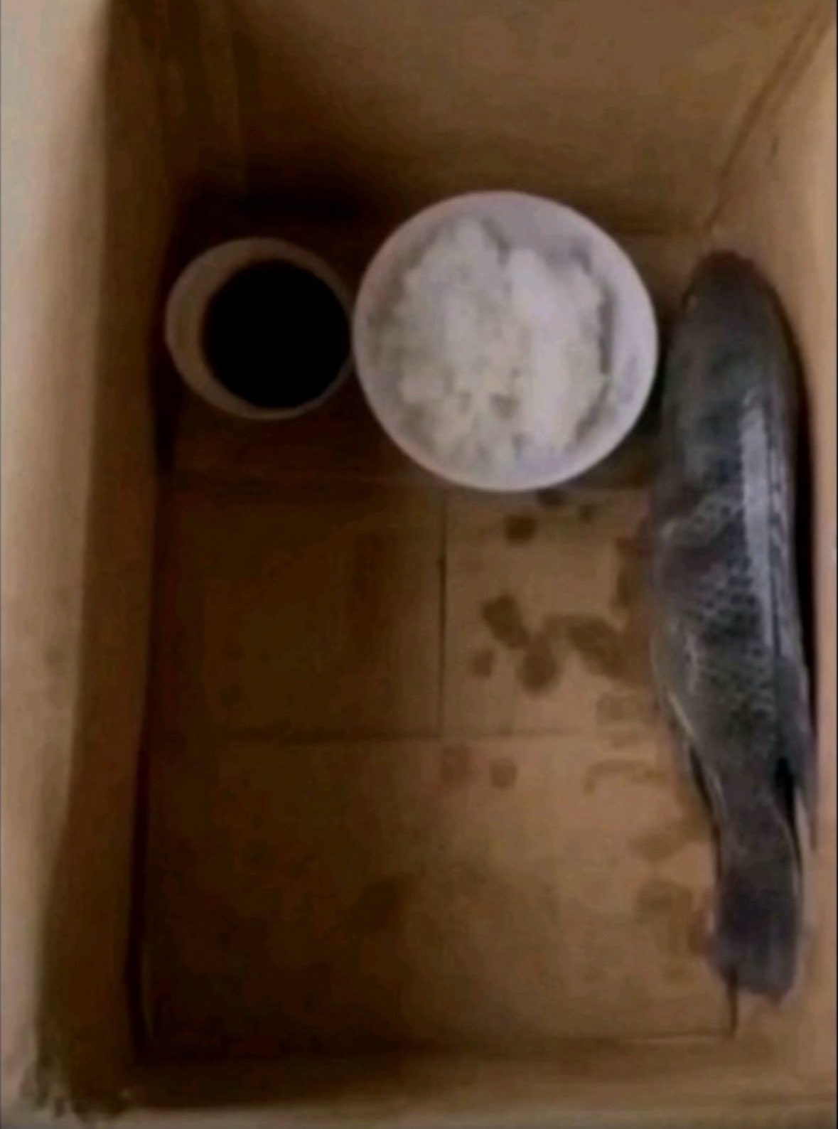 Fresh Fish Memes Dive Into The Existential Escapism Of The Fish Tube