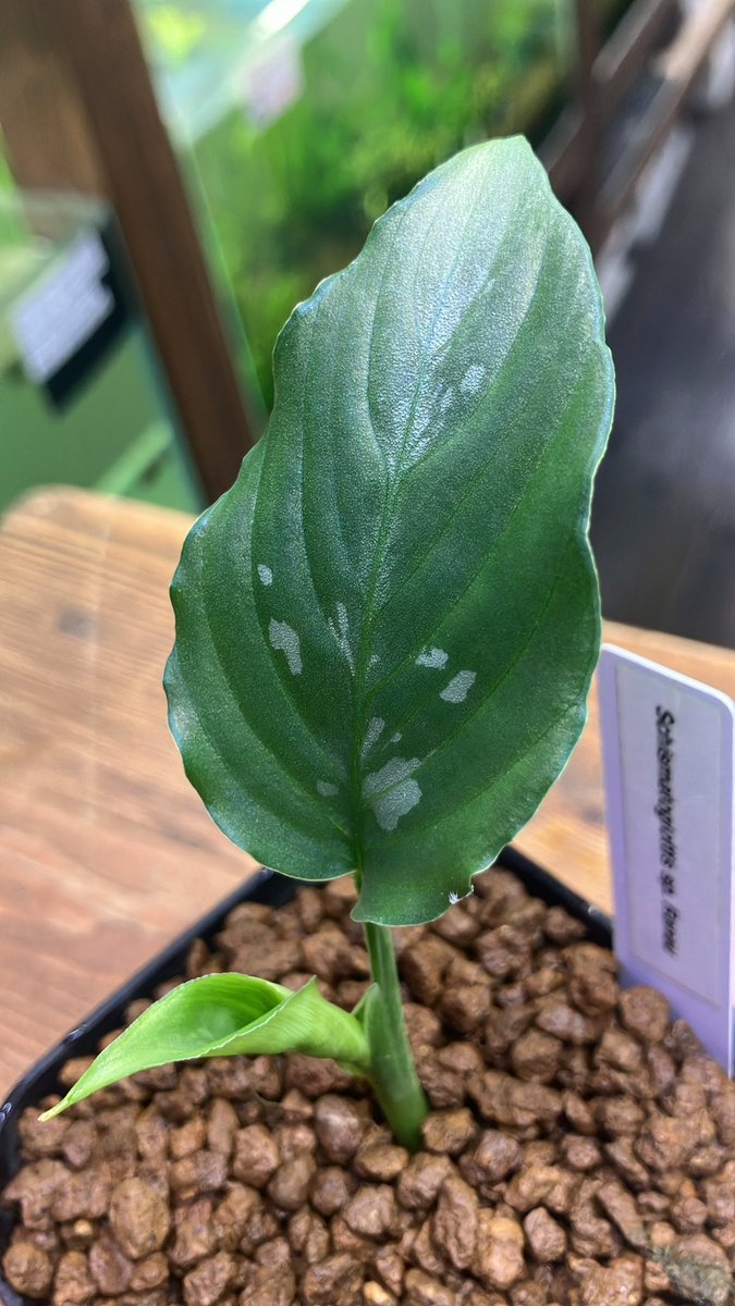 Plants Base @Plants_Base X Profile | Muskviewer