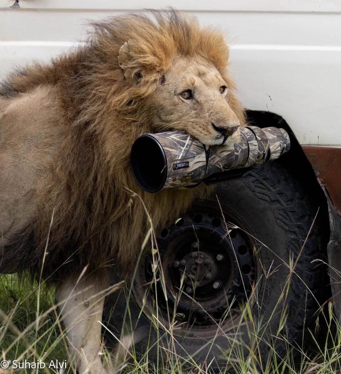 “The Unexpected Friendship of a Rogue Lion: A Story of Loyalty and ...