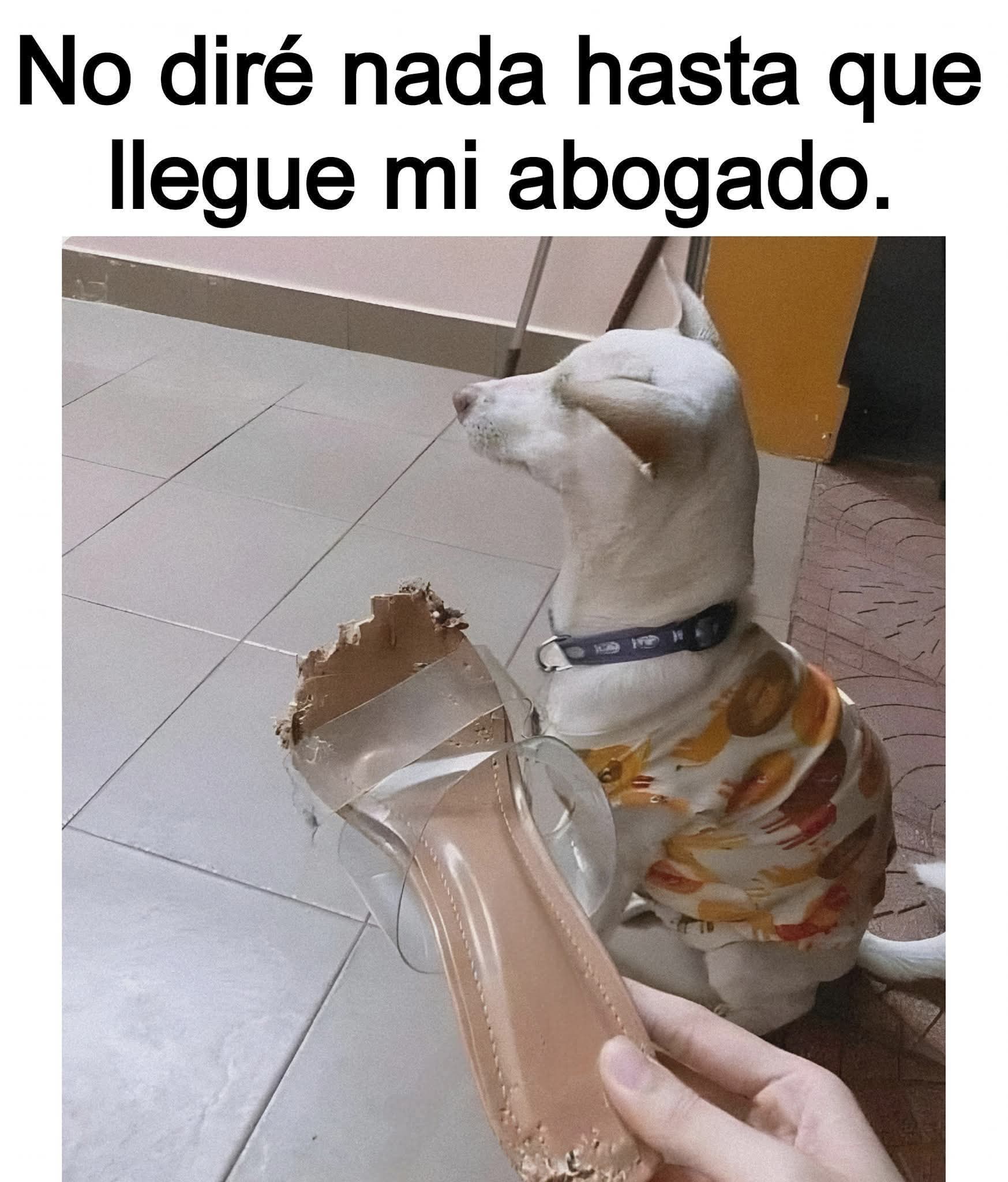 Memes Con Collarin