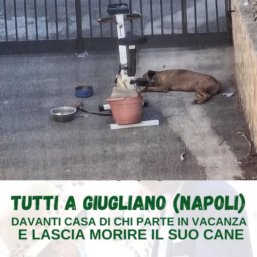 Meme Del Cane In Vacanza Gialli In Gioco Delitti In Vacanza Di Ludic