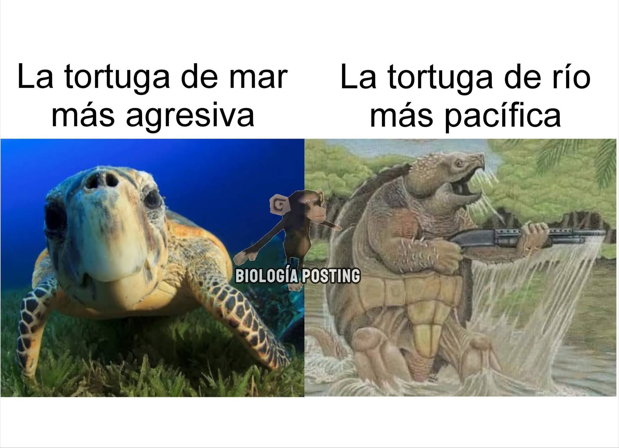 Memes Tortuga Cartoon Funny Turtles Comic Animal Characters Set