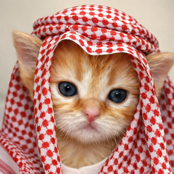 $Habibi means love in arabic Perfect time to run a pfp cult like the ...