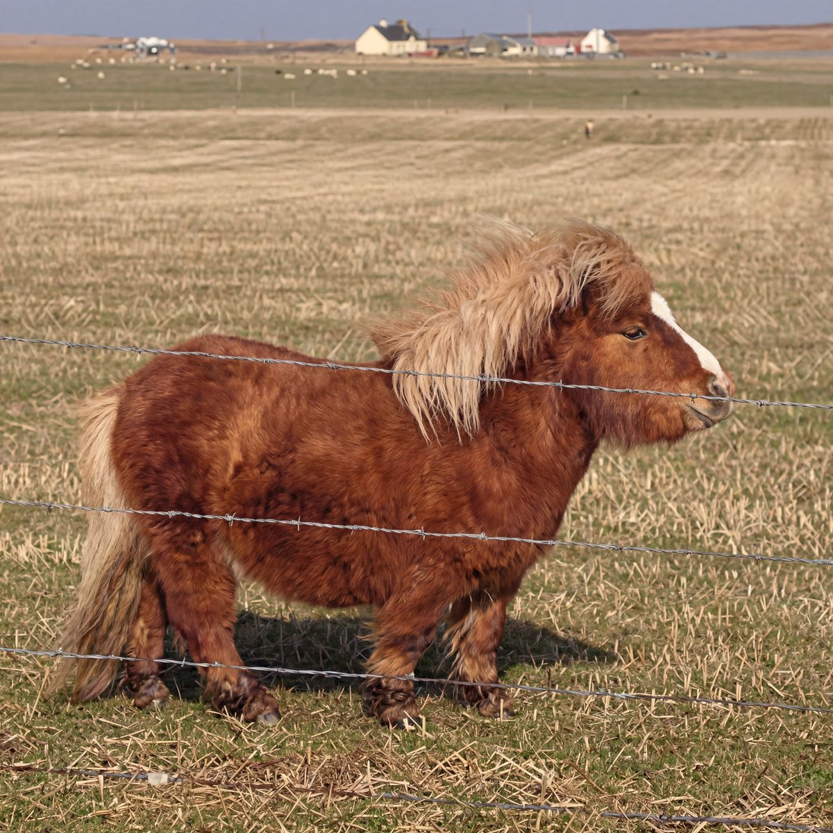 "Fat Pony” is the latest animal viral in TikTok and across other social ...