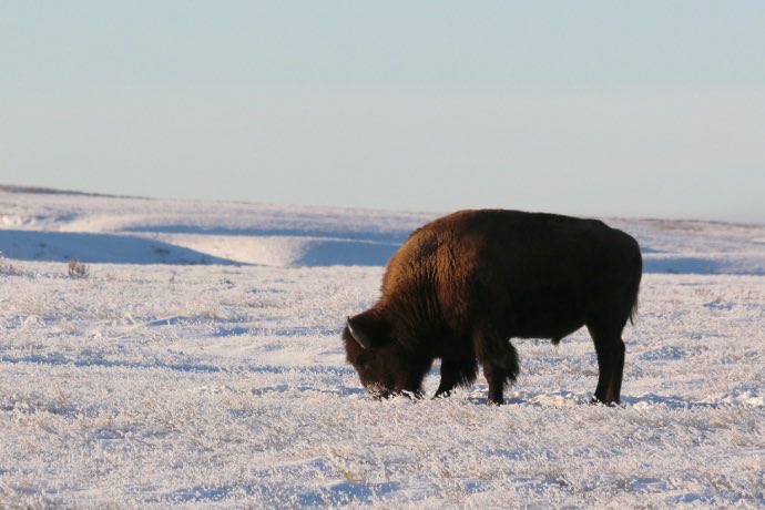 In the late 1800s, North American bison were hunted to near-extinction ...