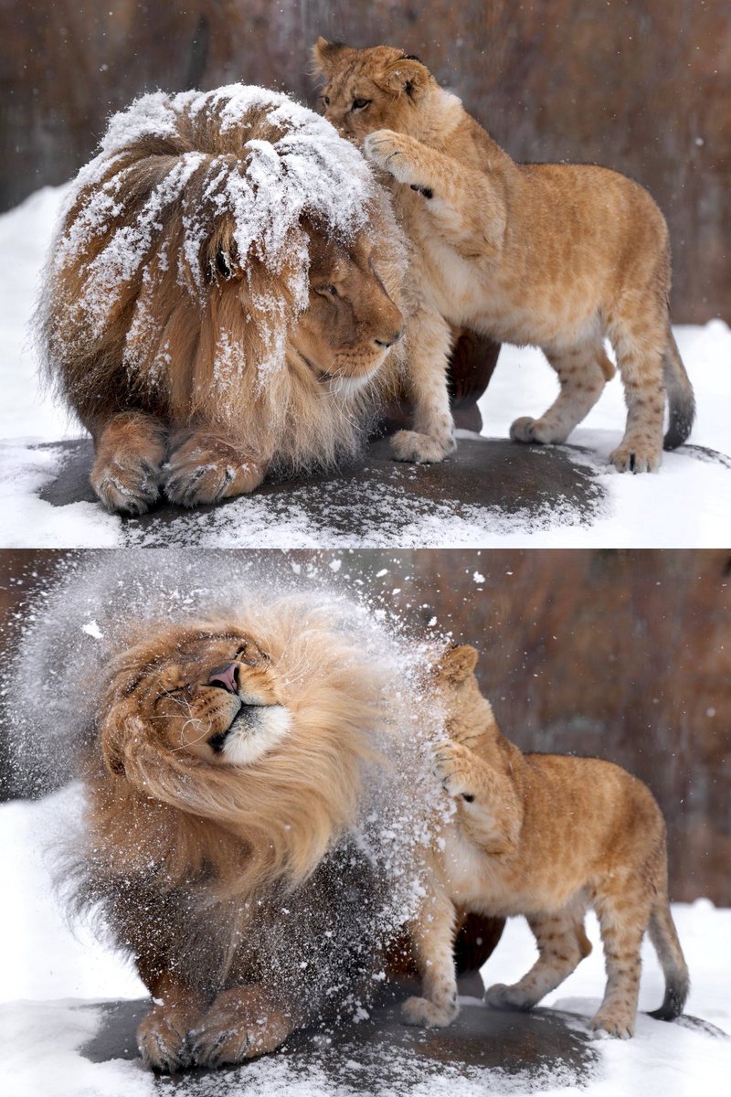 Did this a few years ago, I found on tumblr theses pics of Lion with ...
