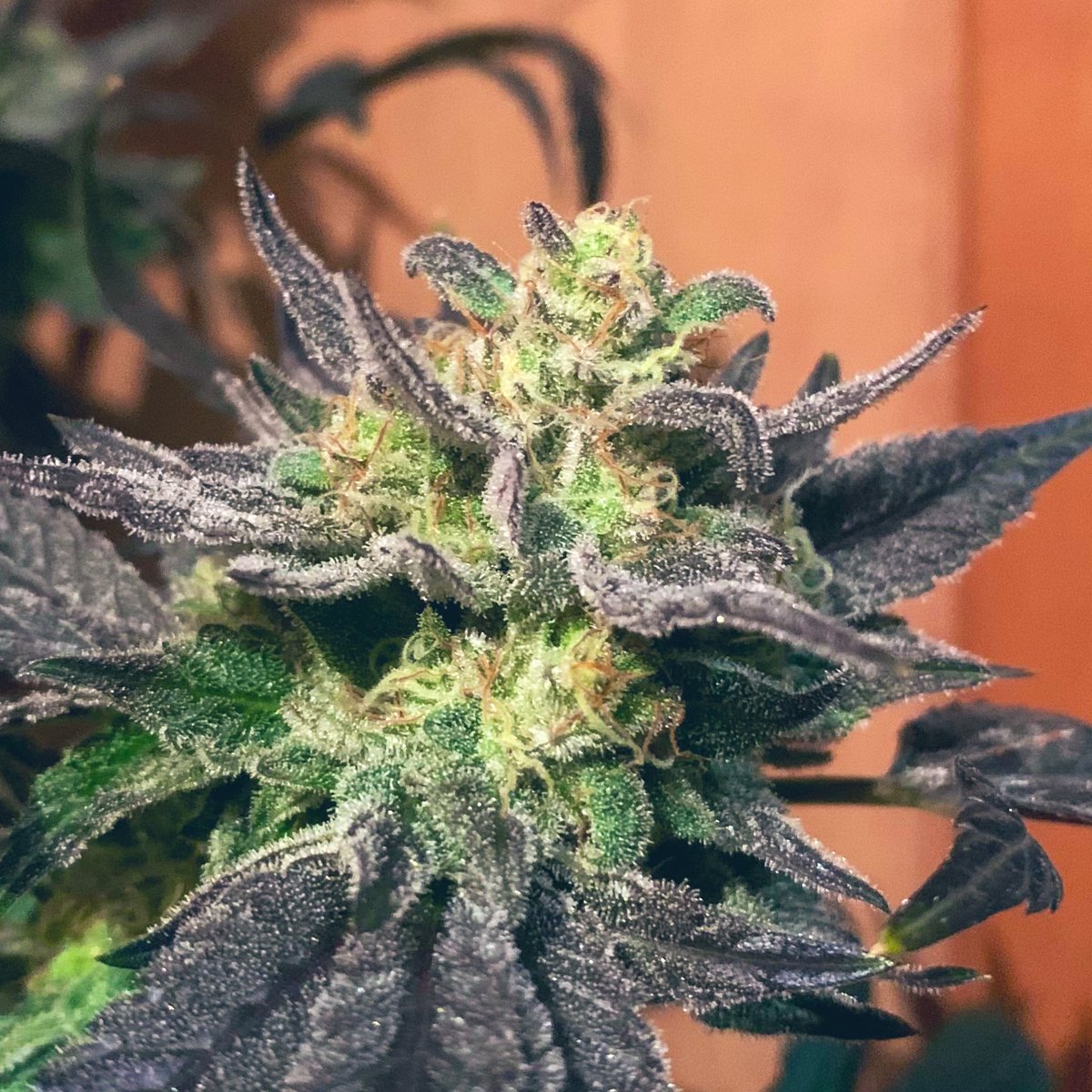 The famous Exodus Cheese (Skunk #1 phenotype)… 🧀