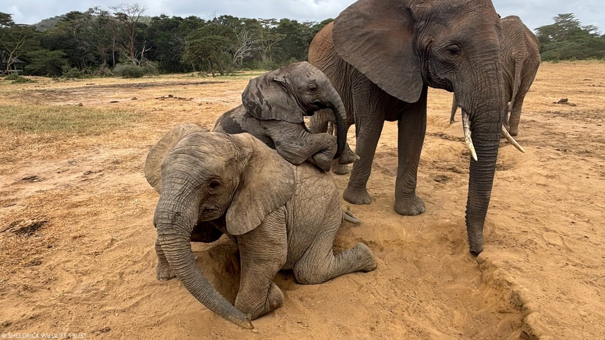 Postcards from the wild. Which is your favourite? 1. Sullivan using ...