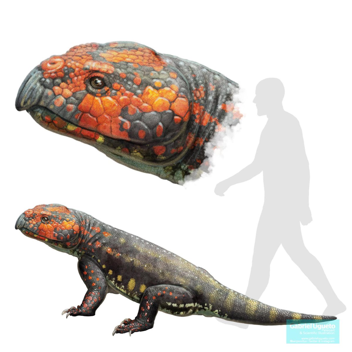At over 3 meters in length, Brasinorhynchus was one of the largest ...