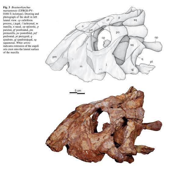 At over 3 meters in length, Brasinorhynchus was one of the largest ...