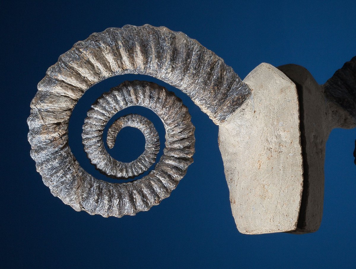 🦑 Ammonites used to rule the seas for 350M years. They were prolific ...