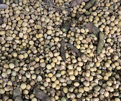 Lots of chats about damaged beans in Mato Grosso. It is mostly ...