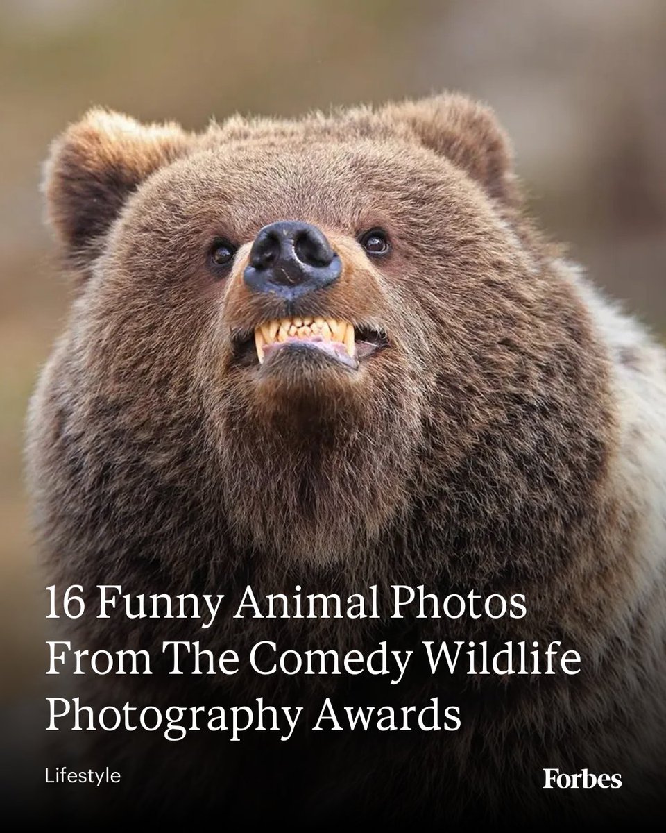 Founded in 2015, the Comedy Wildlife Photography Awards uses humor to ...