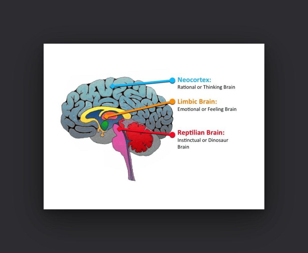 In the 1960s, neuroscientist Paul MacLean discovered something ...