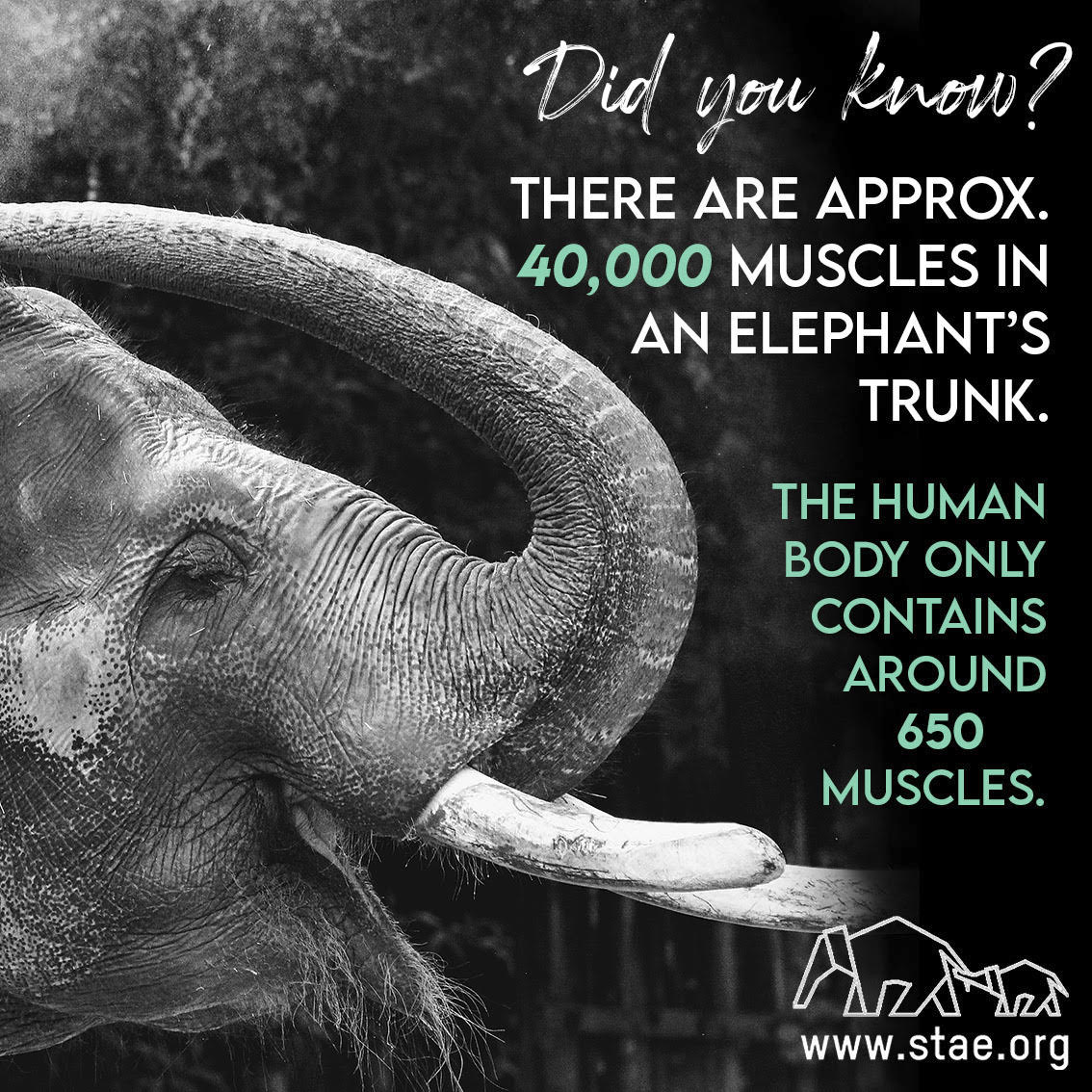 Elephant Most Muscles