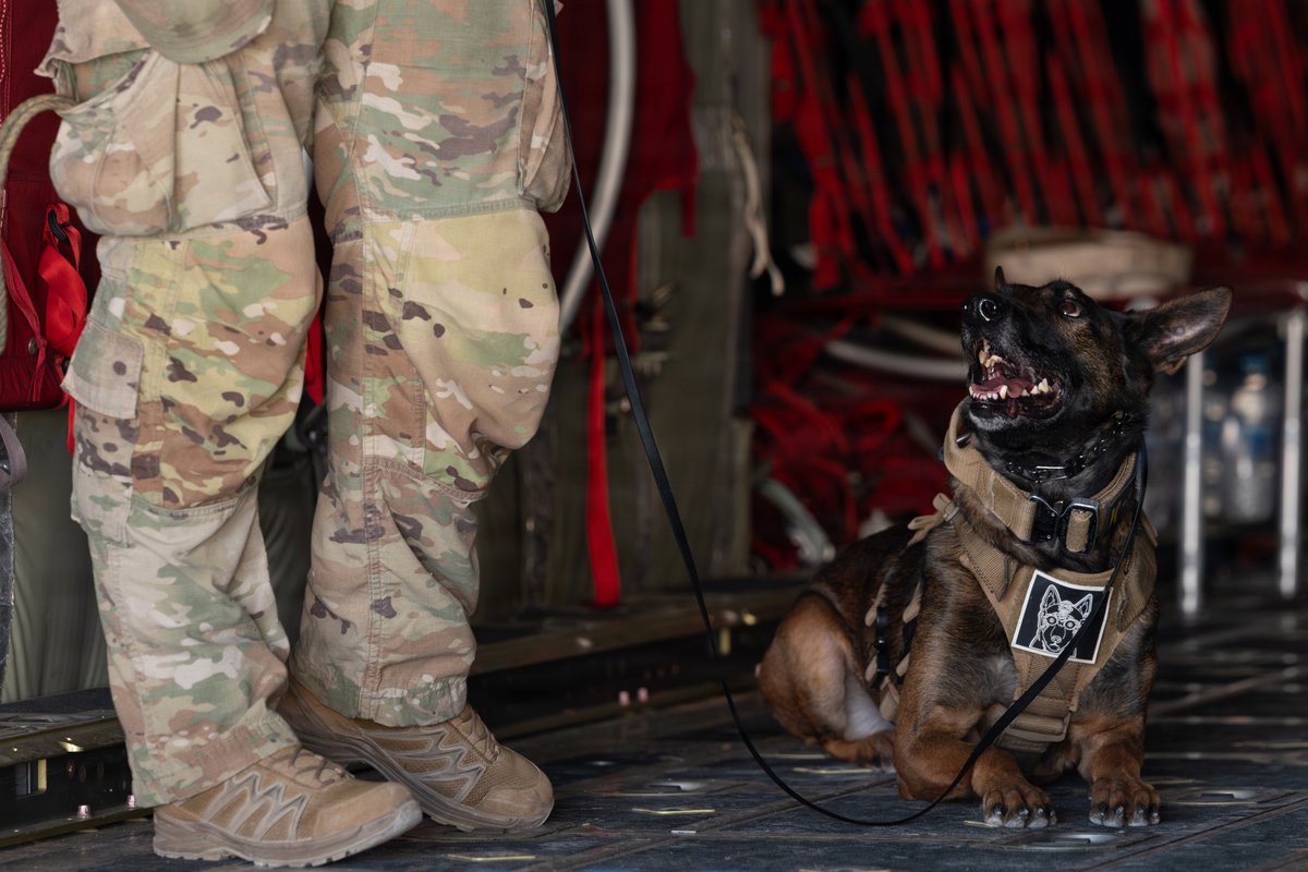Man's best friend is keeping Airmen safe overseas 🐾. Military working ...