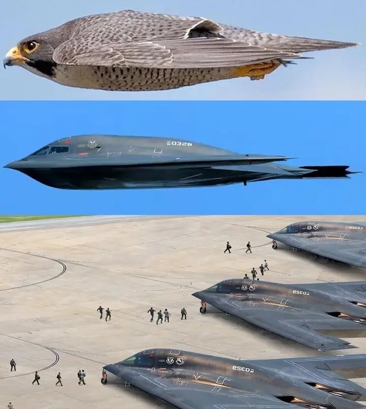 When a peregrine falcon dives for prey, it becomes the fastest animal ...