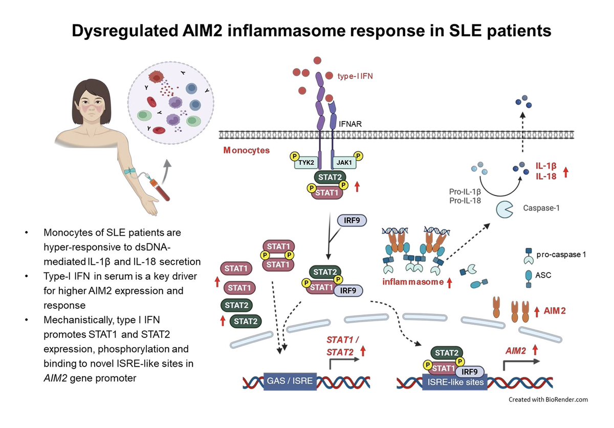 A novel pathway by which serum type-I IFN propagates innate immune ...