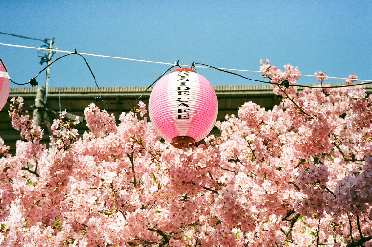 Sakura station🌸