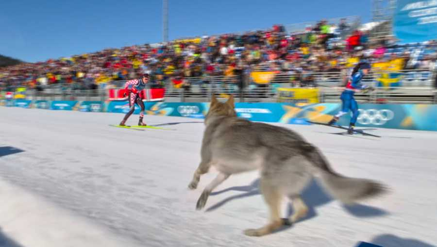 @Gradjanin5 We need the ibex vs. the cross-country racing dog.