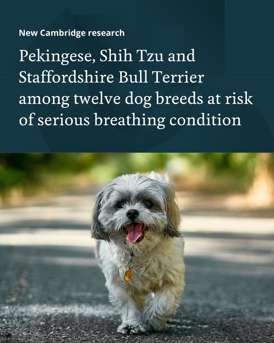 Do you have a flat-faced dog? 🐶 New research from @CamVetSchool has ...