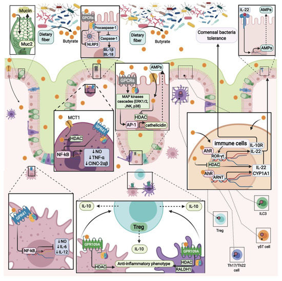 Dysbiosis & Inflammatory Bowel Disease is a Mitochondrial Problem ...