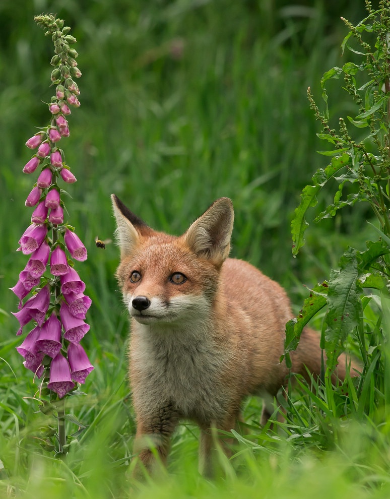 In Cumbrian dialects, thimble-flower is foxglove, tod is fox, bummel is ...