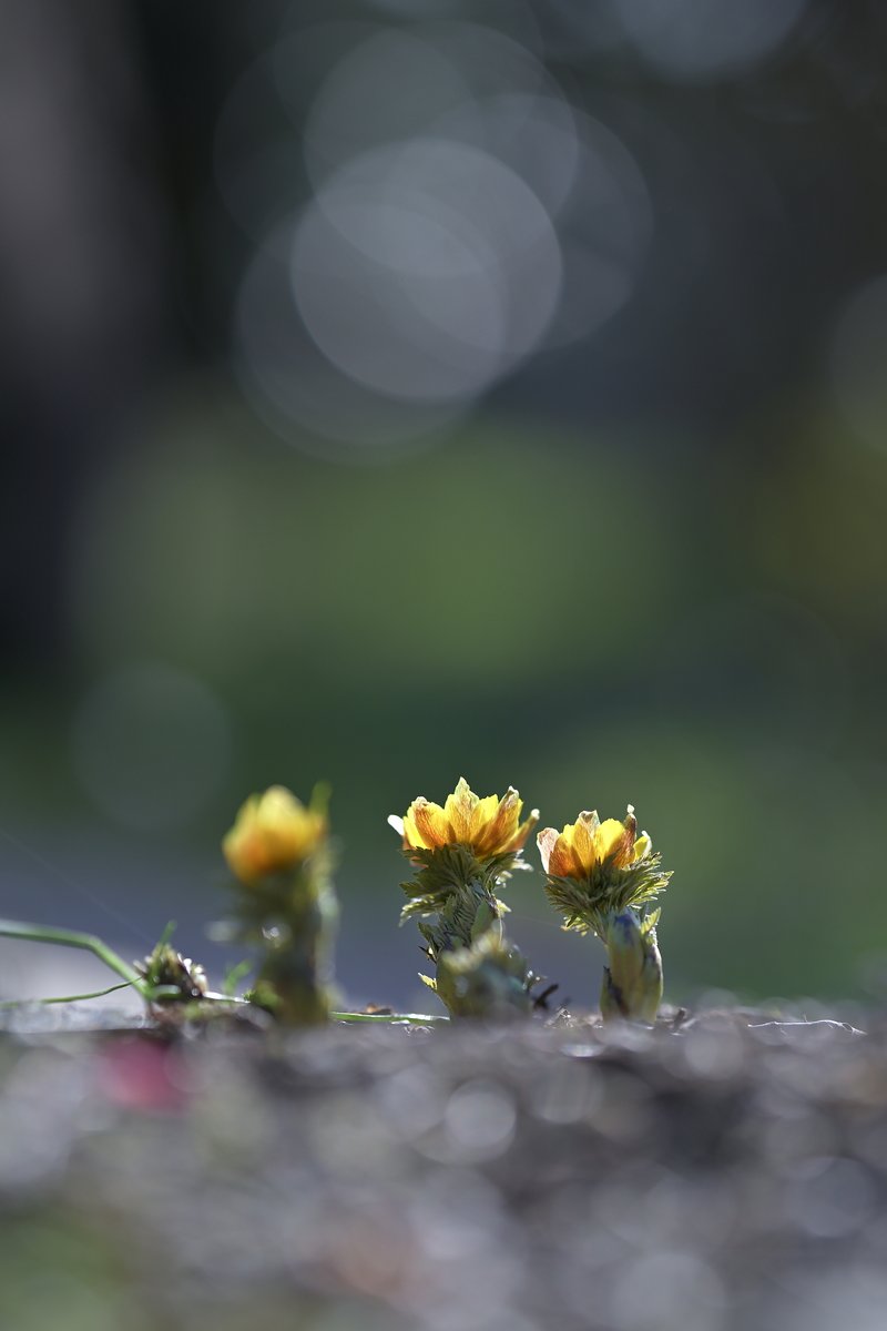 * いつもの季節 いつもの場所に いつも通りに花が咲く 季節との “ 約束 ” みたいな 福寿草です * * Nikon Z5Ⅱ NIKKOR ...