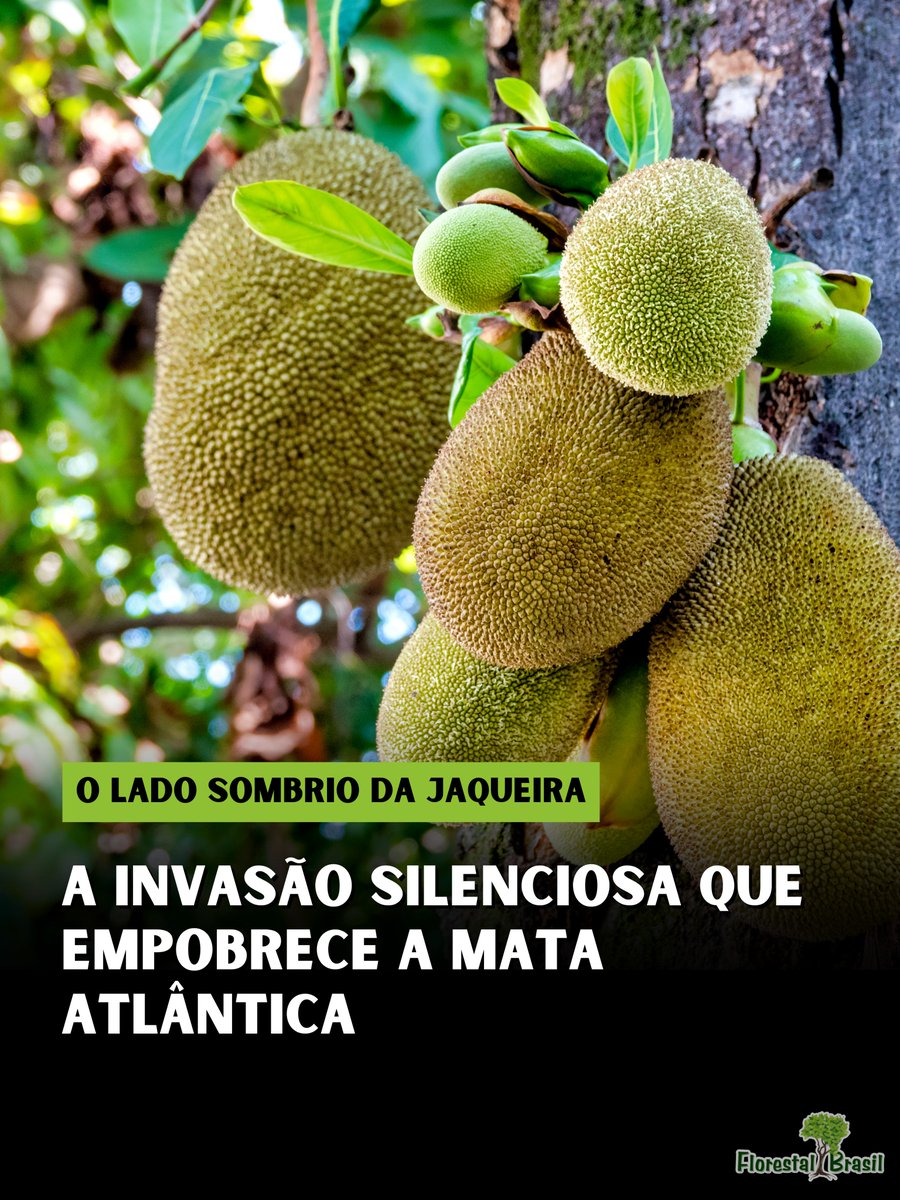 Apesar de popular, a jaqueira é uma das espécies exóticas invasoras ...