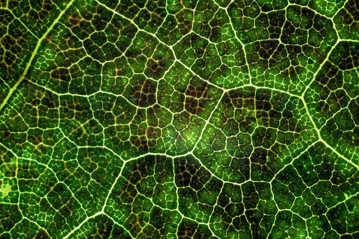 🧵 1/11: A single leaf is one of nature's most efficient energy transfer ...