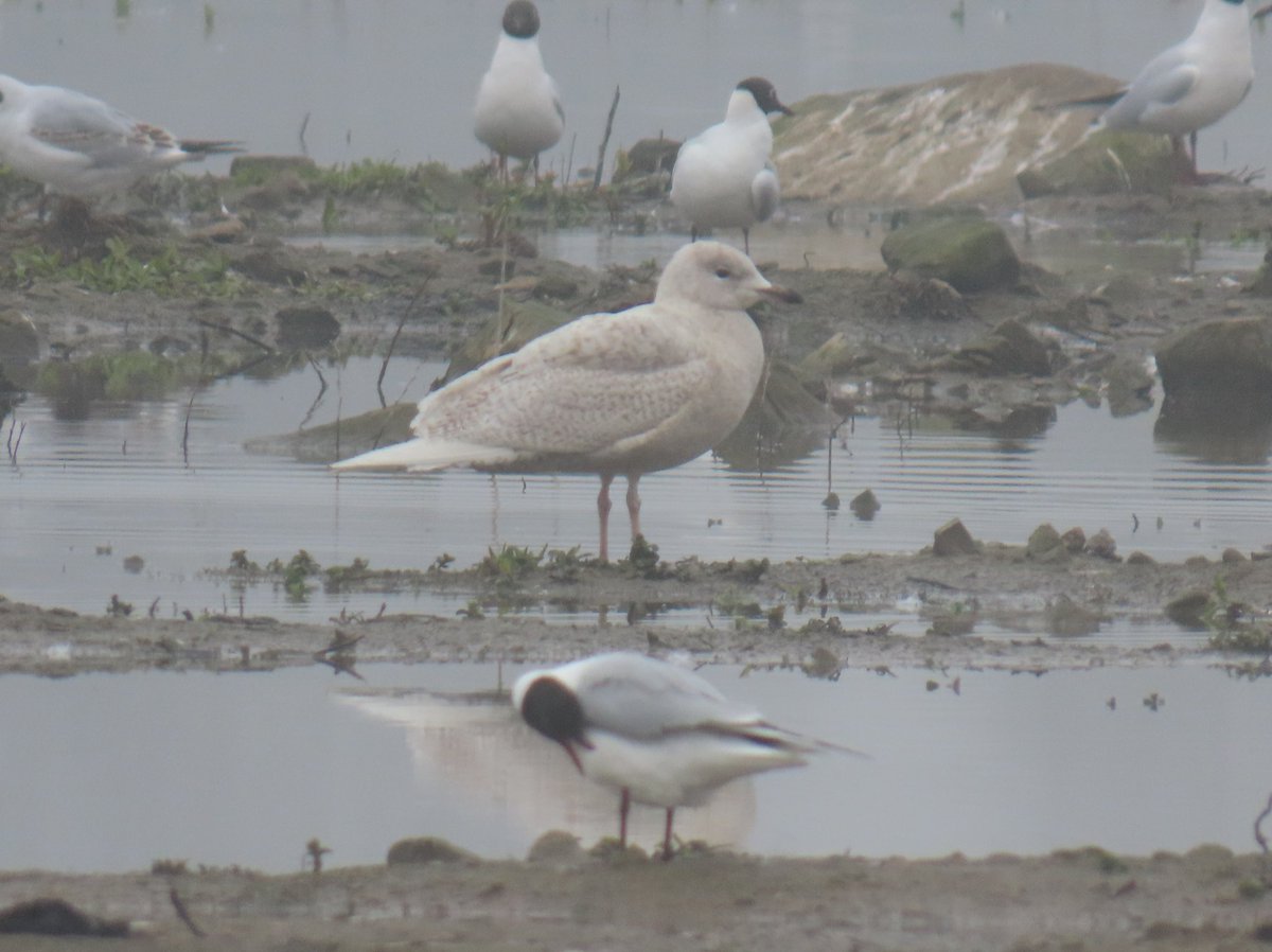 Lovely day at Swilly once the fog started to clear. 1 Iceland gull, 1 ...