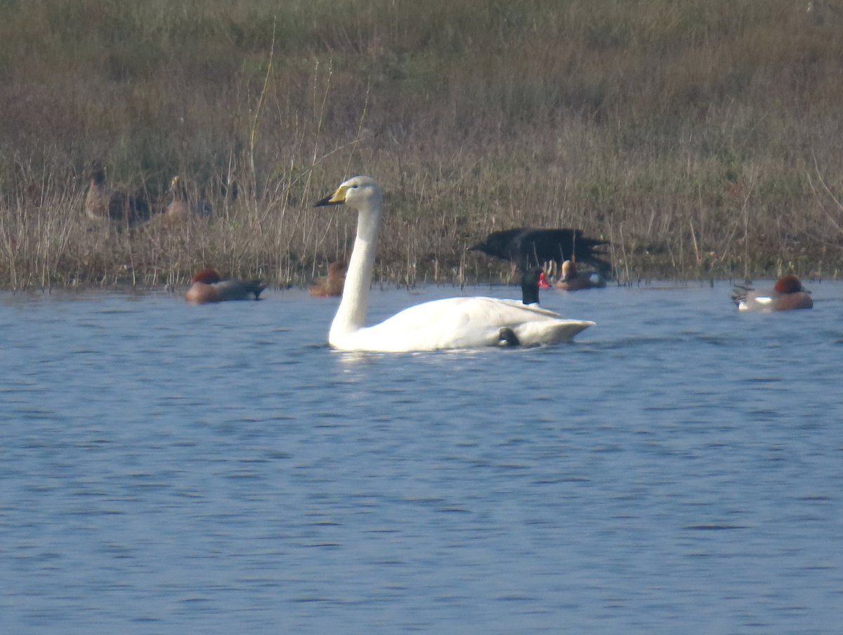 Lovely day at Swilly once the fog started to clear. 1 Iceland gull, 1 ...