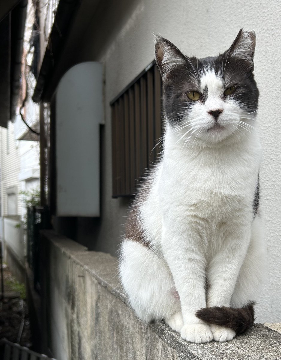 近所ねこ #相互フォロー募集 https://t.co/cQ8J2baF1i