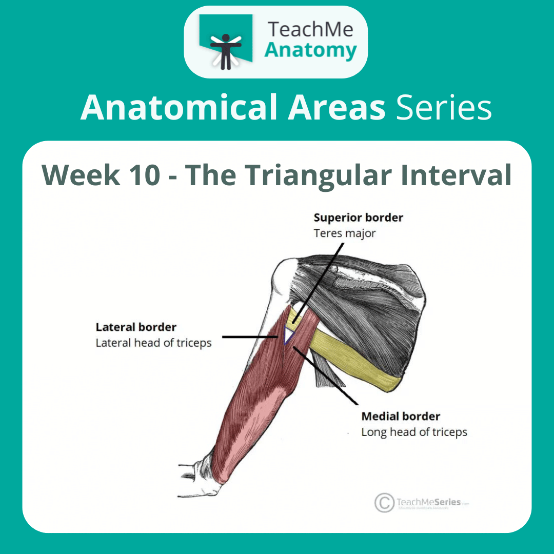 Week 10 of our Anatomical Areas Series: the triangular interval. A ...