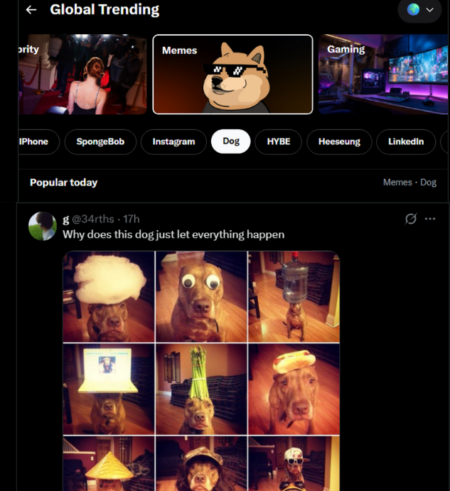 if you look under the MEMES tab, this dog is trending there is so many ...
