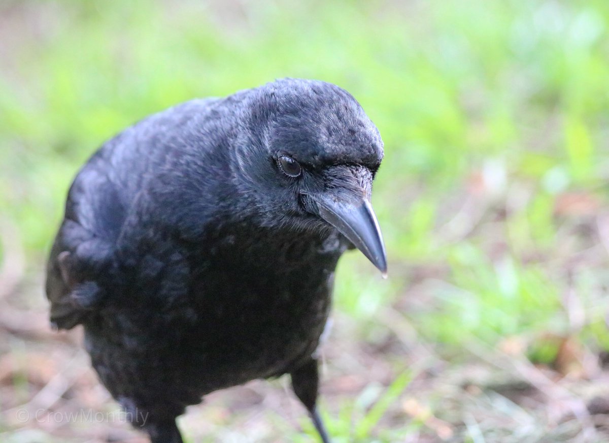 “What are you looking for Crow?” “The weekend.” https://t.co/T00PxJzKEC