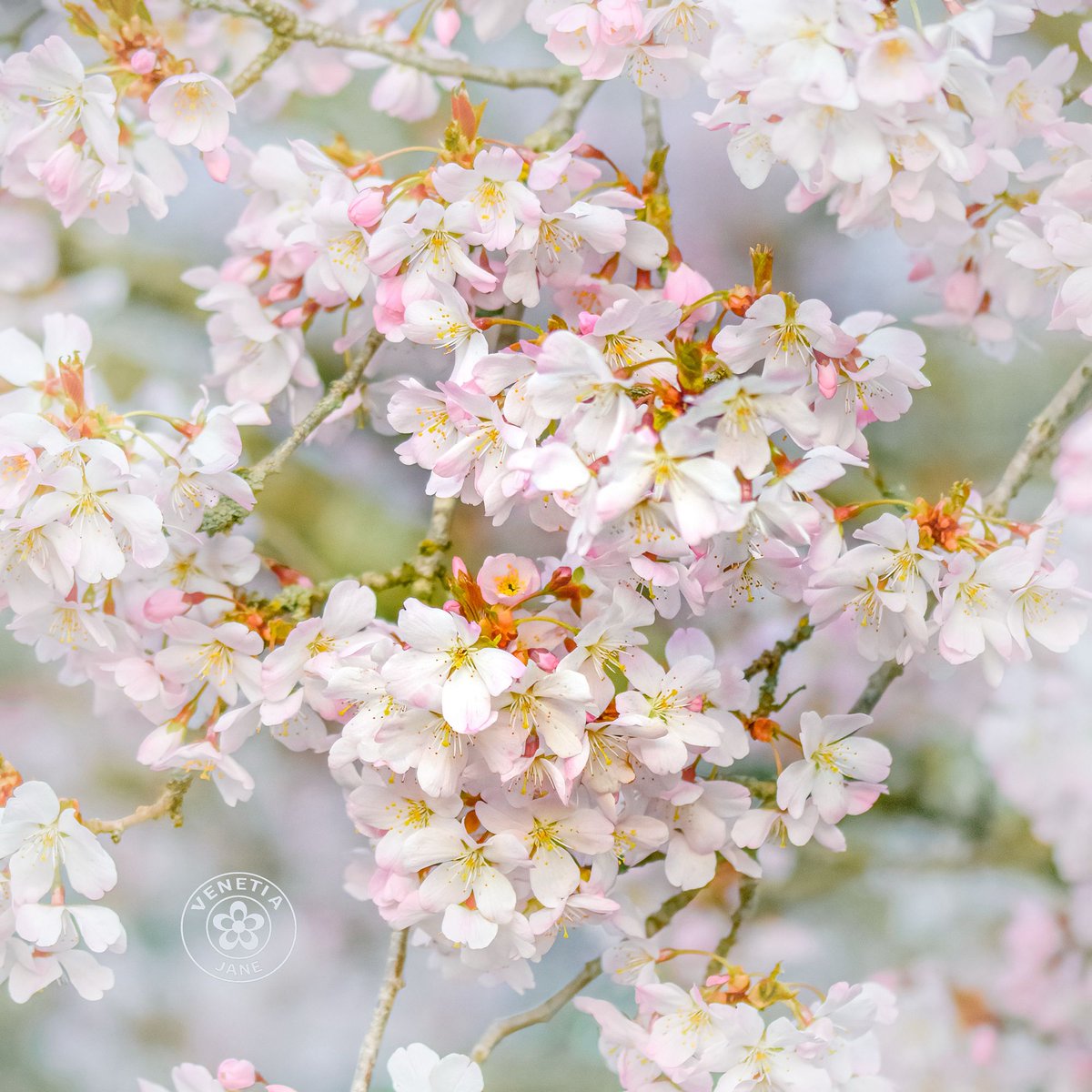 One of my favourite trees in my garden is covered with clouds of cherry ...