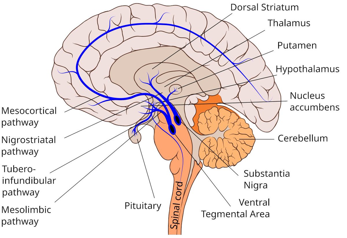 Let’s continue the series: “Dopamine and the Brain.” As discussed in my ...