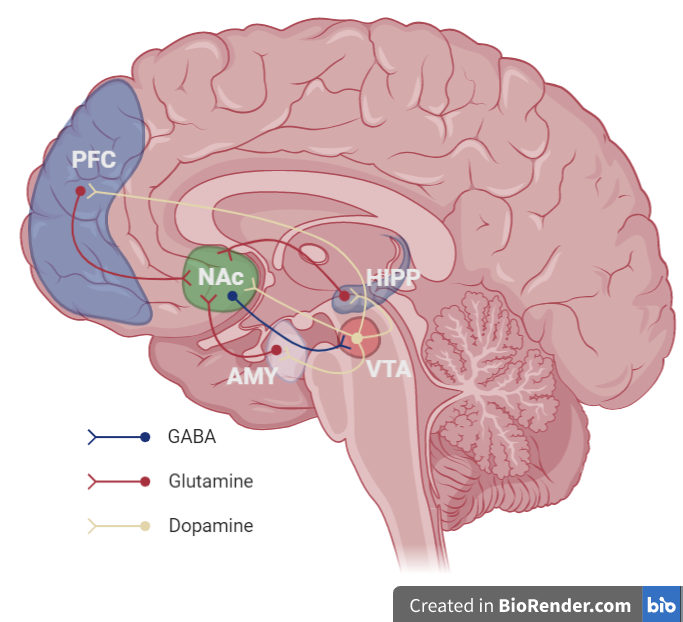 Let’s continue the series: “Dopamine and the Brain.” As discussed in my ...